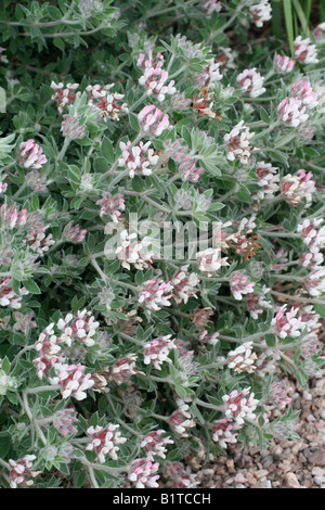 LOTUS HIRSUTUS AGM Stock Photo - Alamy
