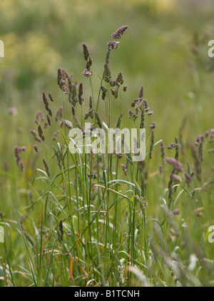 purple reed canary grass Stock Photo - Alamy