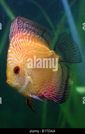 Pigeon snake discus fish in a tropical aquarium Stock Photo - Alamy