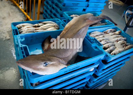 Cazon fish in the fish market ALMERIA Andalusia Spain Stock Photo - Alamy