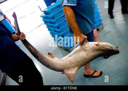 Cazon fish in the fish market ALMERIA Andalusia Spain Stock Photo - Alamy