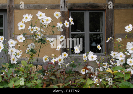 Belgium flowering garden in front of a farmhouse with mud walls Stock ...