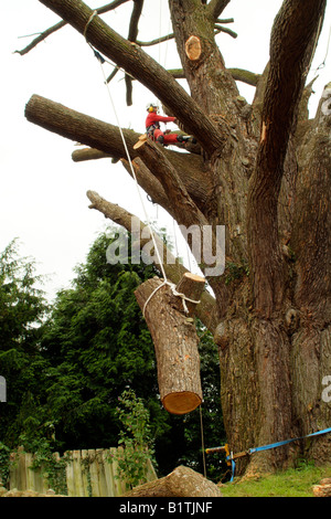 Tree surgeon climbing between branches wearing full safety equipment ...