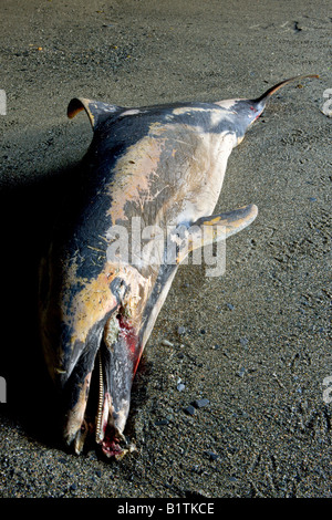 A dead dolphin washed ashore in Long Beach, Mississippi, Sunday, July ...