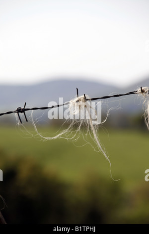 sheep's wool stuck to barbed wire fence in country Stock Photo - Alamy