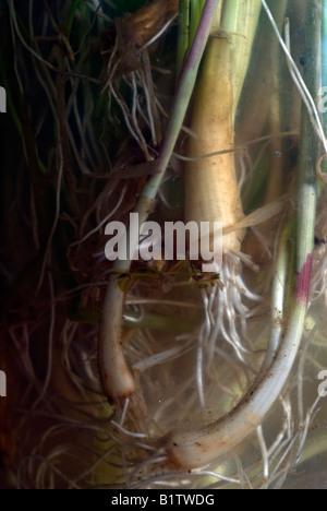 Scallions show their roots in water Stock Photo - Alamy