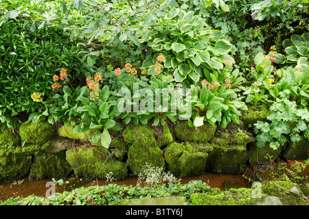 small rill in a woodland garden planted with various hosta varieties ...