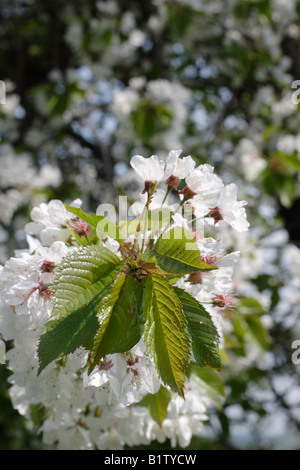 Gean leaves and blossom in Scotland Stock Photo - Alamy