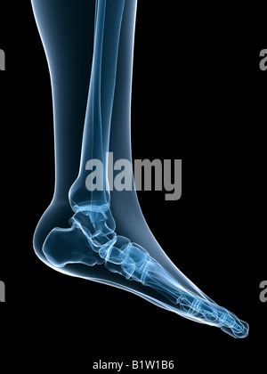 Anatomy of the human foot Stock Photo - Alamy