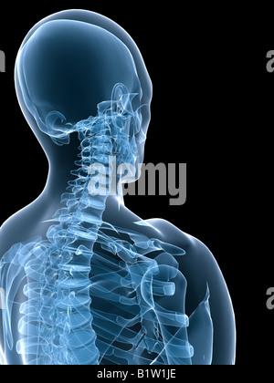 human skeletal back Stock Photo - Alamy