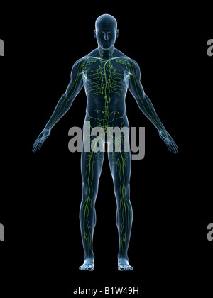 Illustration of Male body lymphatic, skeletal and digestive system ...