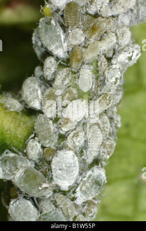 Mealy cabbage aphid Brevicoryne brassicae alate wingless females on ...