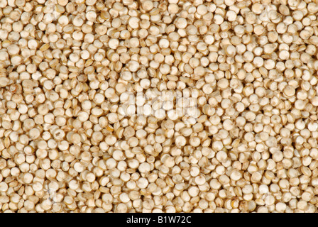 Chenopodium quinoa, Quinoa, seed, close up, seed size 2-3 mm Stock ...