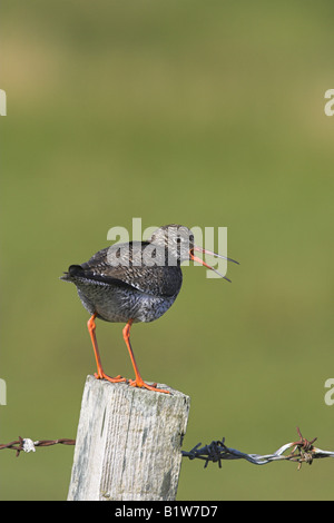 REDSHANK (Tringa totanus) calling, Scotland, UK Stock Photo - Alamy