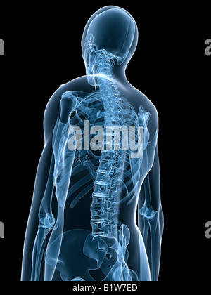 human skeletal back Stock Photo - Alamy