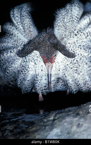 CHEVALIER COMBATTANT philomachus pugnax RUFF SANDPIPER REEVE SANDPIPER ...