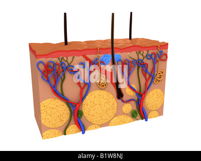Cross-section of human skin Stock Photo - Alamy