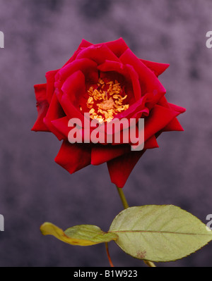 old english red rose Stock Photo - Alamy