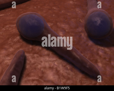 Tetanus bacteria, illustration Stock Photo - Alamy