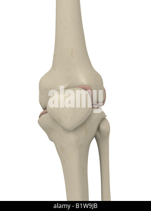 3d illustration of human skeleton knee joint anatomy Stock Photo - Alamy