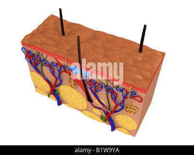 Cross-section of human skin Stock Photo - Alamy