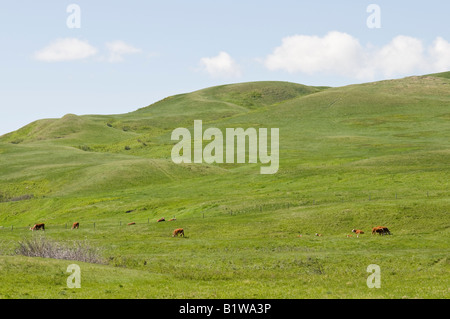 The Milk River Ridge in Southern Alberta Stock Photo - Alamy