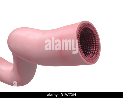 small intestine cut Stock Photo - Alamy