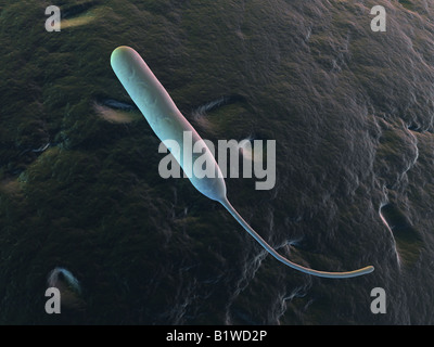 Campylobacter jejuni bacteria 3d render illustration Stock Photo - Alamy