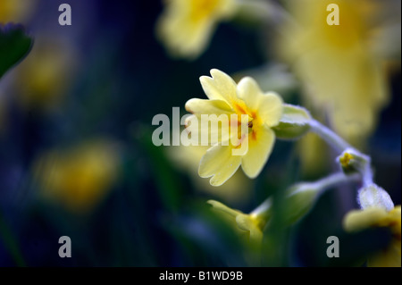 Oxlip wild spring flower in Hope Bagot Shropshire Stock Photo - Alamy