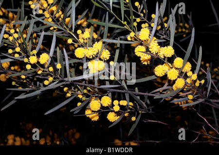 Hop-leaved Wattle (Acacia dodonaeifolia Stock Photo - Alamy