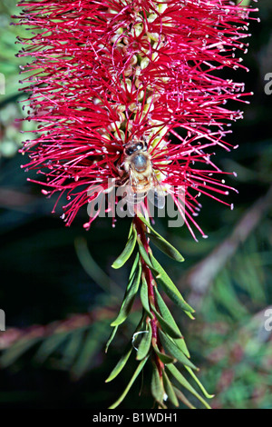 "Taree Pink" Bottlebrush and Honey Bee-Callistemon sublatus and Apis ...