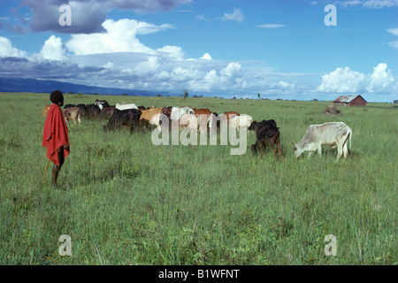 Africa Tanzania Datoga tribe Cattle grazing in the arid land near a ...