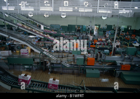 Bacardi factory interior and workers Stock Photo - Alamy