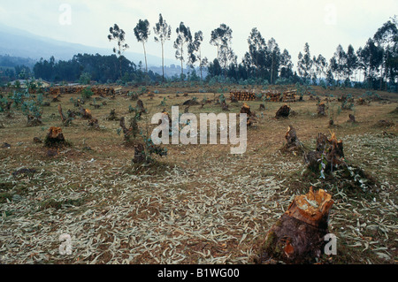 RWANDA Central East Africa Environment Deforestation Tree Felling Men cutting down trees Stock ...