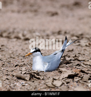 Little Tern (Sterna albifrons) Sterne naine Stock Photo - Alamy