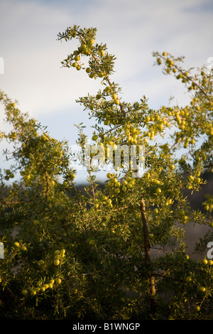 Argania tree with nuts, fruits, Ante Atlas, Morocco. vertical 89318 ...