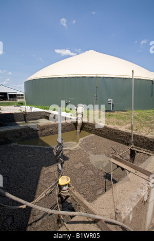 Cow Manure Is Collected to Extract Methane Gas to Produce Electricity ...
