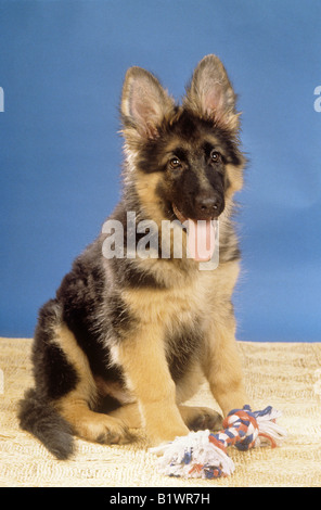 Young german shepherd dog with rope in summer in the park close-up face ...