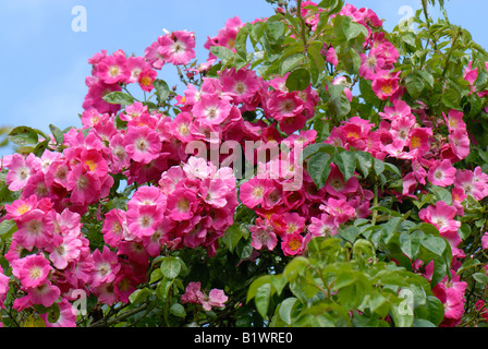 Pink rambler rose American Pillar at Les Jardins de Valloires Picardy ...