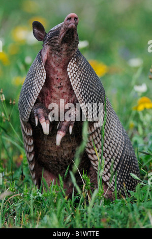 An armadillo skin Stock Photo: 12517697 - Alamy