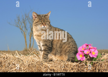 domestic cat - sitting in straw Stock Photo - Alamy