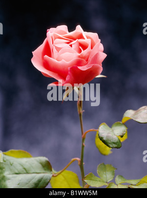 Close-up of a light pink rose in bloom with two small buds. Great for ...