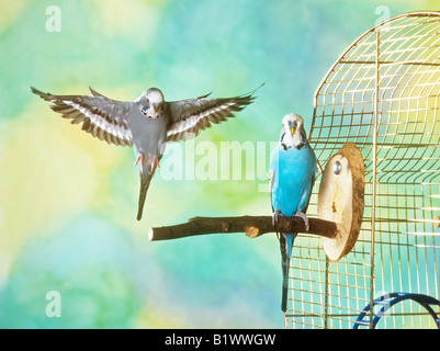 Two flying budgies Stock Photo - Alamy