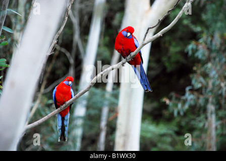 couple of red parrots sitting on perch Stock Photo - Alamy