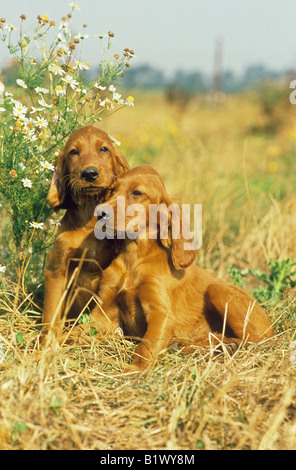Irish Setter in grass Stock Photo - Alamy