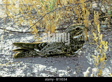 "Lesser Nighthawk (Chordeiles acutipennis) flying, Arizona Stock Photo ...