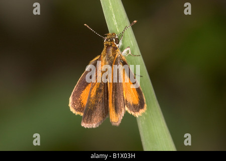 Least Skipper, Ancyloxypha numitor Stock Photo - Alamy