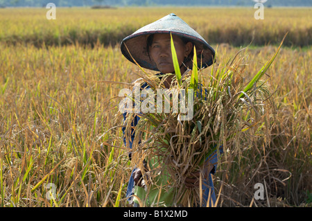 Rice farmers carry bundles of harvested rice grain stalks on their head ...