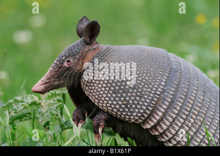 Nine-banded Armadillo ( Dasypus novemcinctus ) standing up and Stock ...