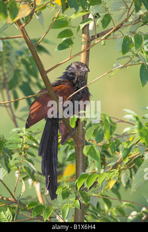 Madagascar Coucal (Centropus toulou) in tree, Aldabra, Seychelles Stock ...